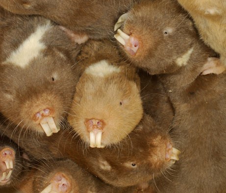 rodent1 – Bictor Tips